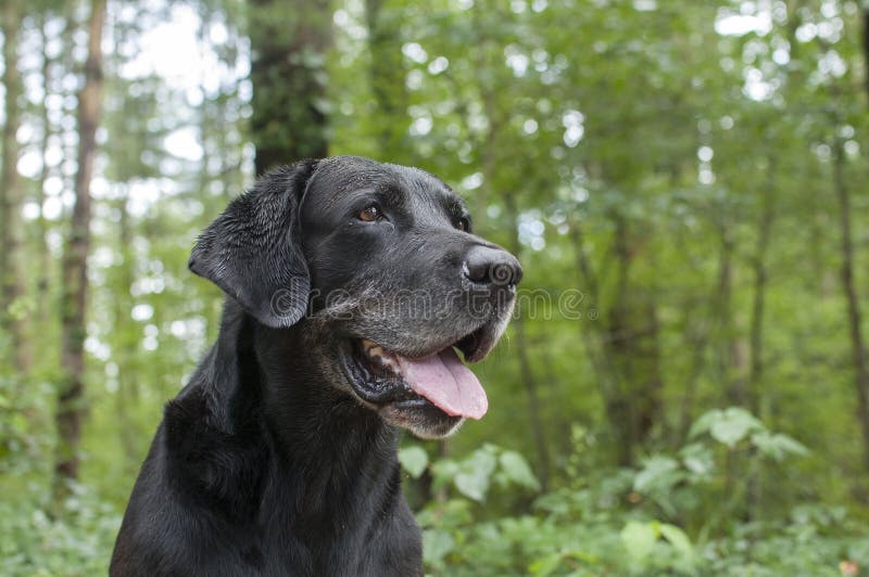 Black Labrador in Woods stock image. Image of mammal - 116215371