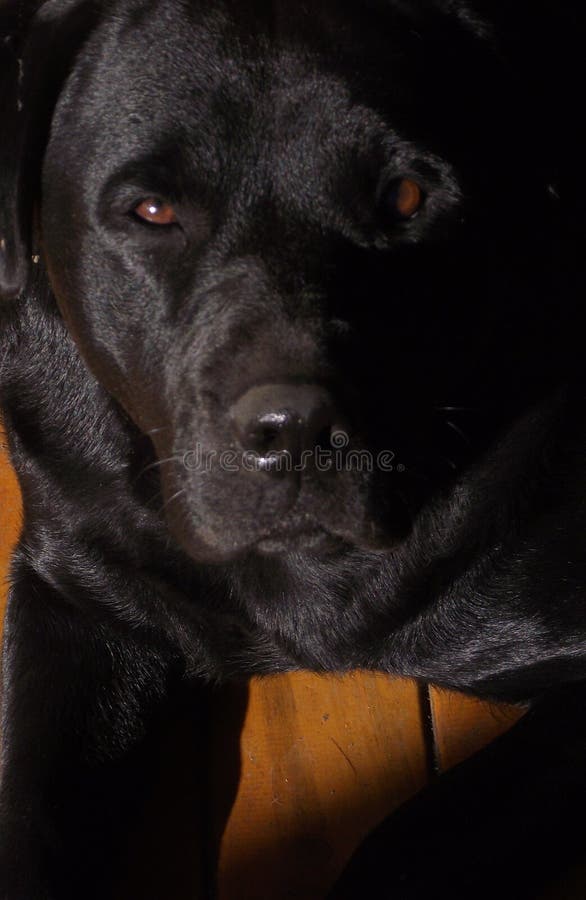 Black labrador face stock image. Image of security, labrador - 54528509