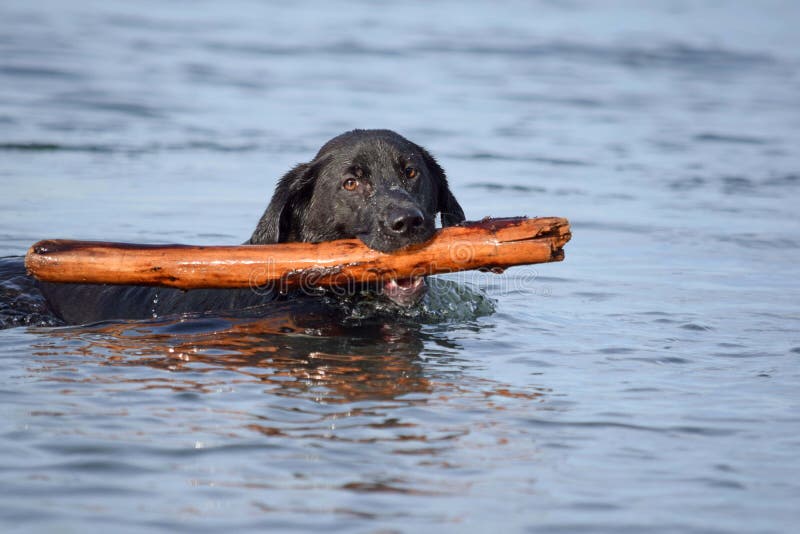 Black Labrador Fetching a Stick in the Water Stock Image - Image of ...