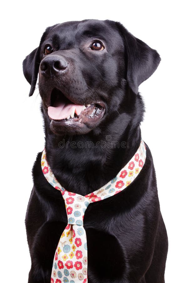Black Labrador in a Flowered Tie Stock Image - Image of pedigreed ...