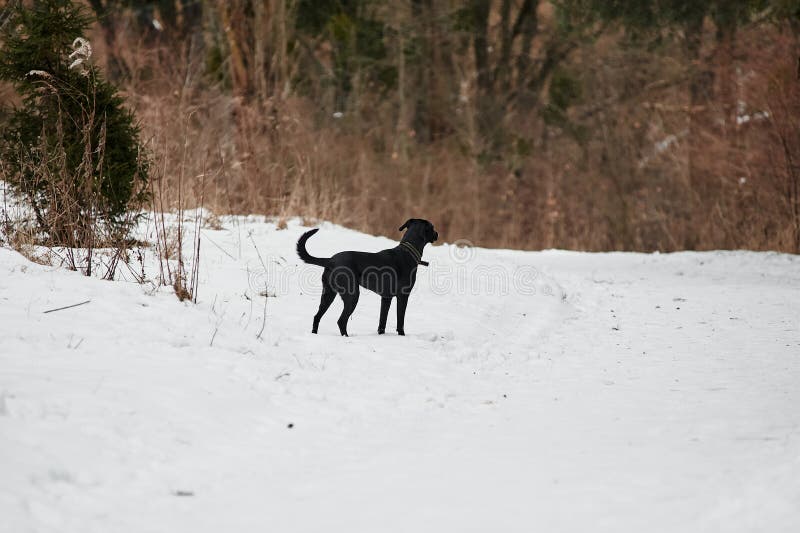 Black Labrador in the Forest in Winter Stock Image - Image of walk ...