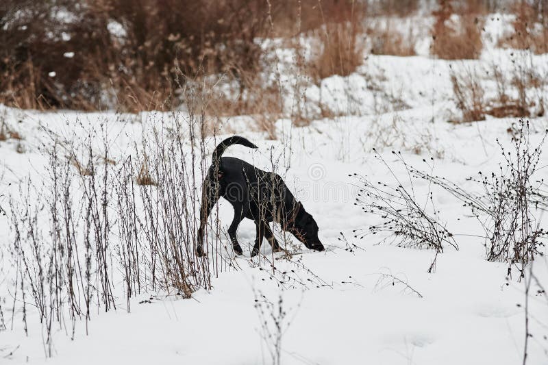 Black Labrador in the Forest in Winter Stock Photo - Image of winter ...