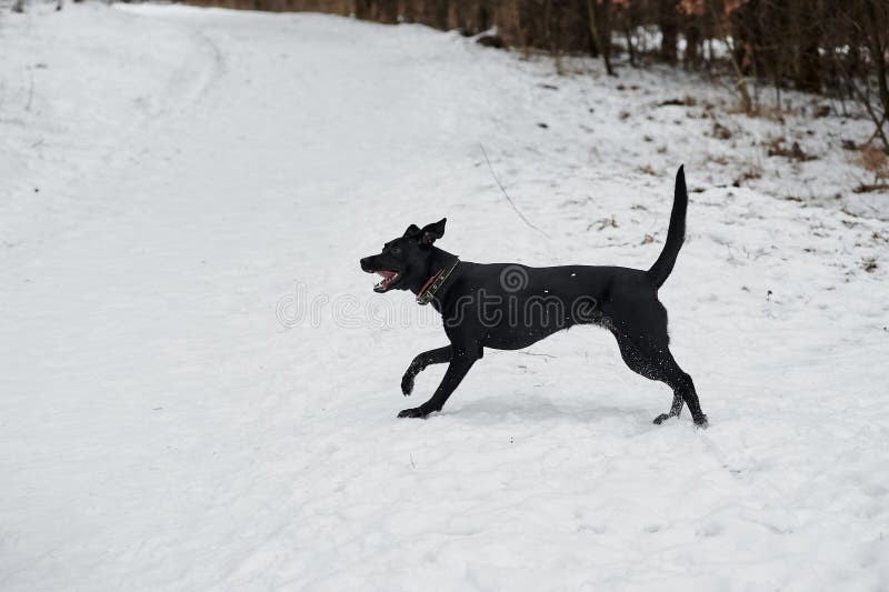 Black Labrador in the Forest in Winter Stock Photo - Image of canine ...