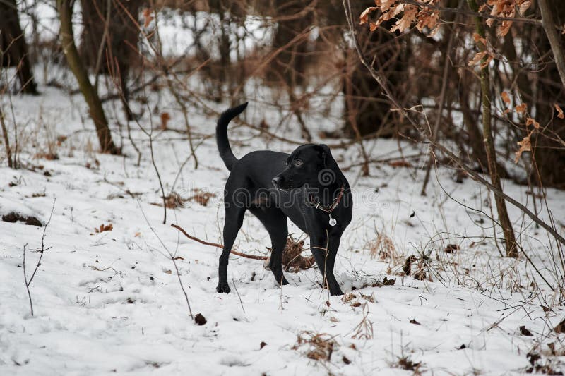 Black Labrador in the Forest in Winter Stock Image - Image of running ...