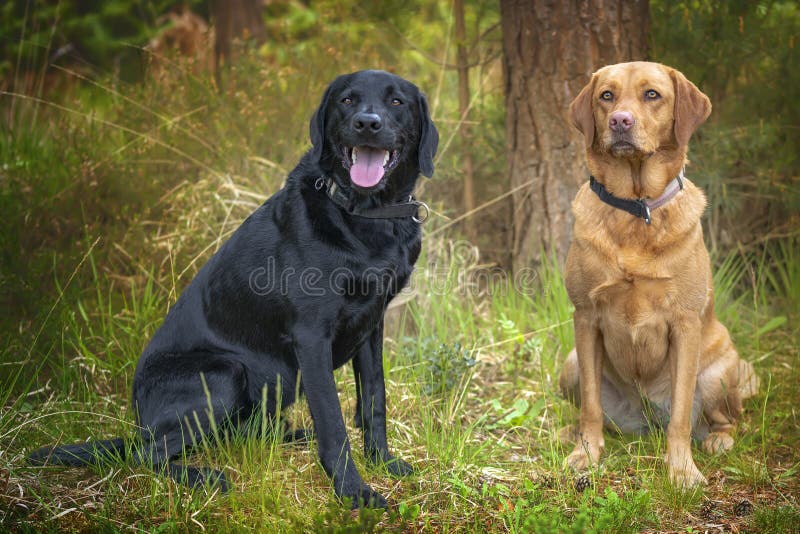 Black Labrador and Fox Red Labrador Sitting in the Forest Stock Image - Image of adult, black ...