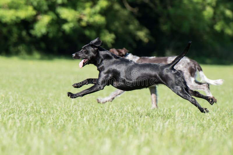 Black Labrador and a German Wirehaired Pointer Running Together on a ...
