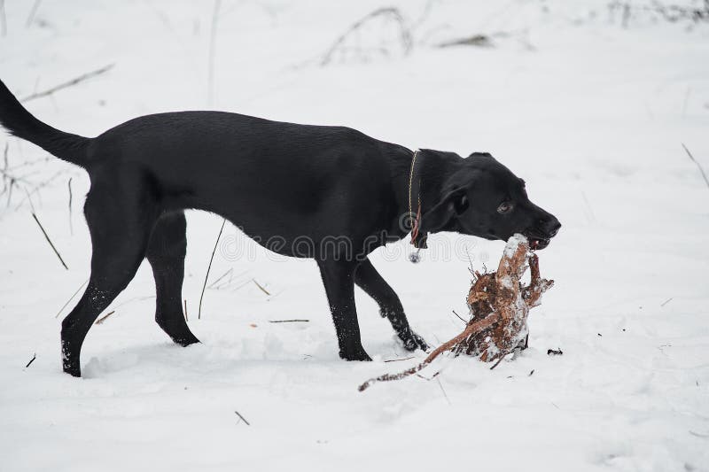 Black Labrador Gnaws a Tree in Winter Forest Stock Photo - Image of ...