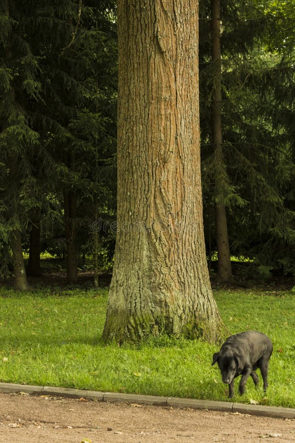 1,272 Black Labrador Tree Stock Photos - Free & Royalty-Free Stock ...