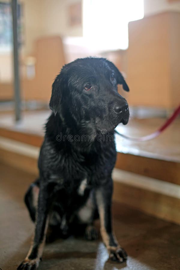 A black Labrador guide dog stock photo. Image of terrier - 264473914