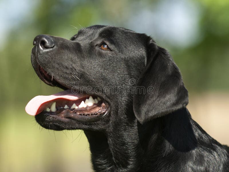 Black Labrador head stock image. Image of forest, nice - 23003475