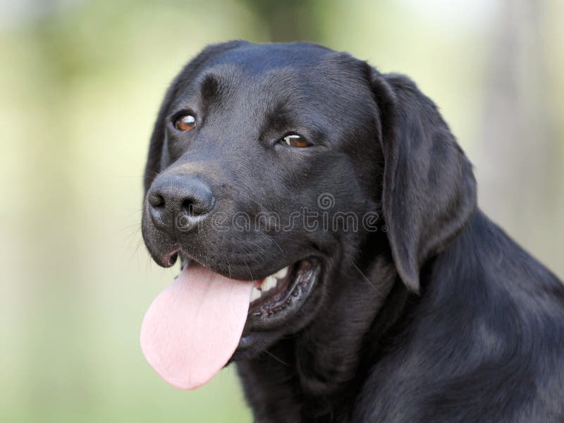 Black Labrador head stock photo. Image of grass, snout - 23003478