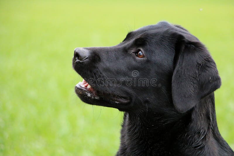 Black Labrador Head Portrait Side View Stock Image - Image of ...
