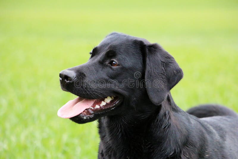 Black Labrador Head Portrait Side View Stock Image - Image of ...