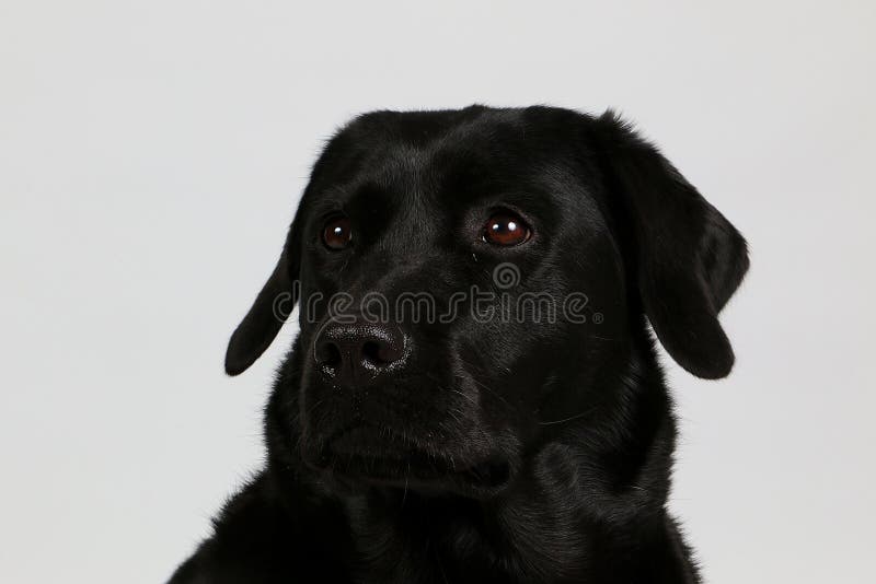 Black Labrador Head Portrait in the Studio Stock Photo - Image of ...