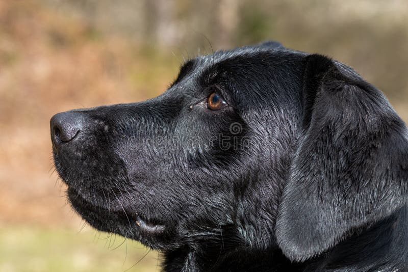 Black Labrador stock image. Image of domestic, adorable - 261278853