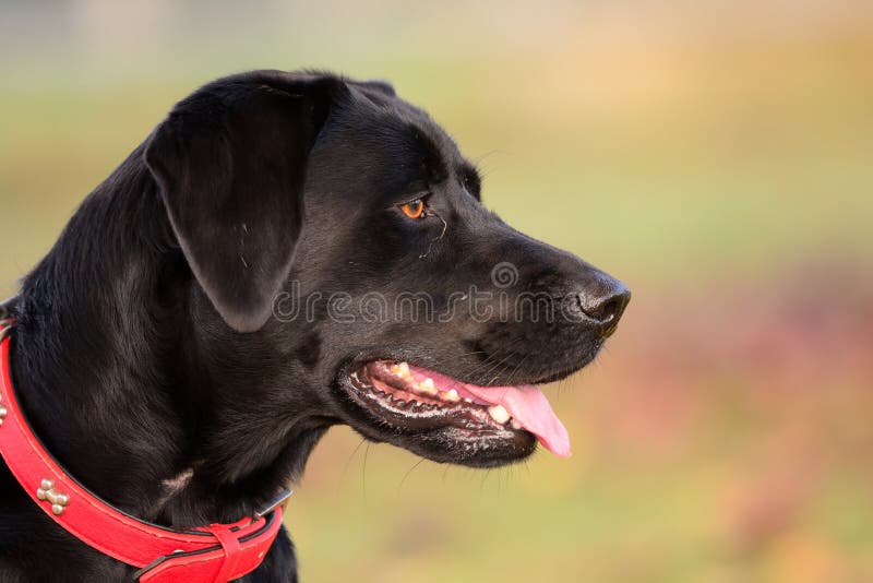 Black Labrador head shot stock photo. Image of green - 92774768