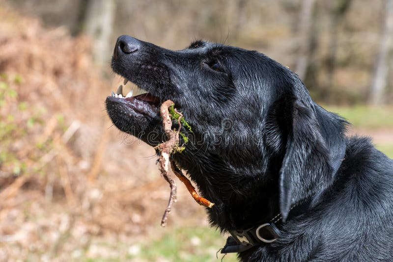 Black Labrador stock photo. Image of outdoor, canine - 261276770