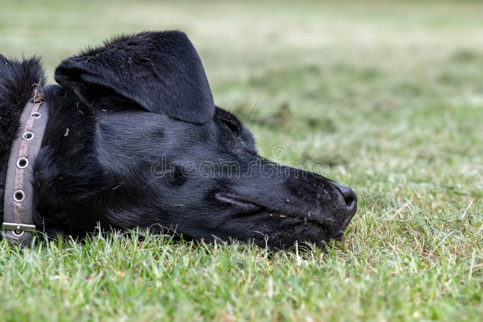 Black Labrador stock image. Image of pedigree, portrait - 326389455