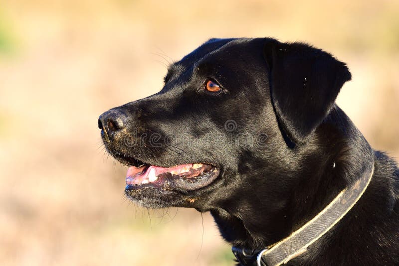 Black Labrador head shot stock image. Image of labrador - 110156753