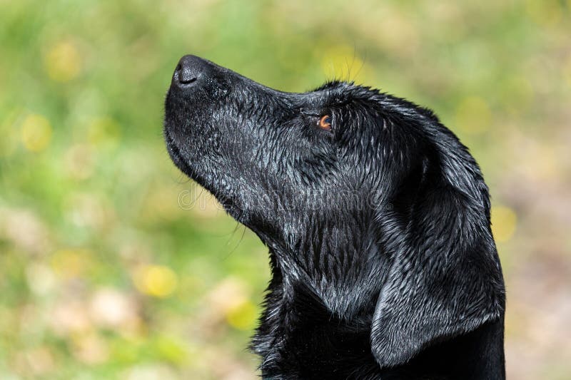 Black Labrador stock image. Image of retriever, labrador - 272700527