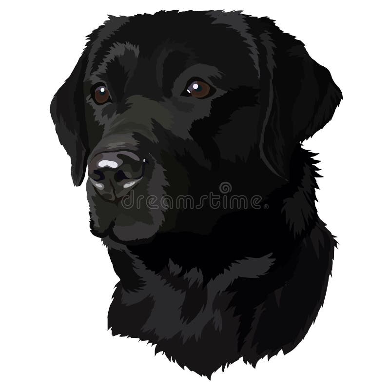 Black Labrador Head Vector Illustration Stock Vector - Illustration of ...