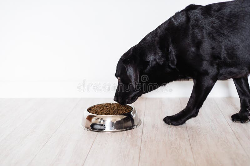 What Food Is Good For Labradors