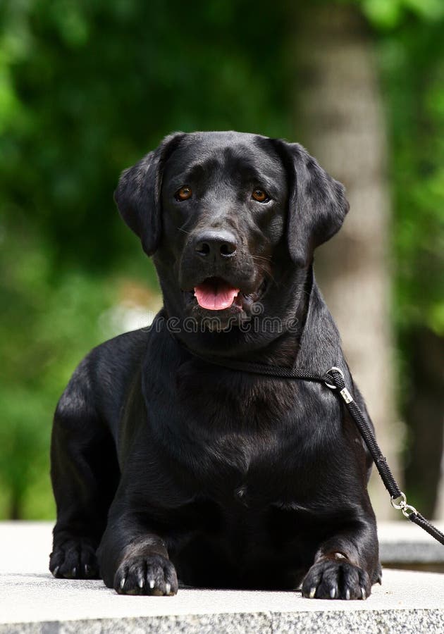 Black labrador stock image. Image of shiny, labrador - 53941835