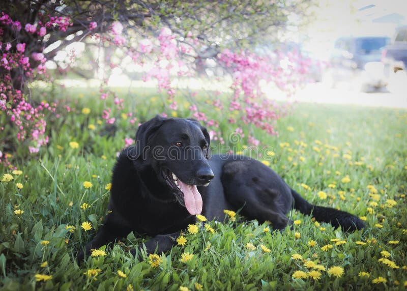 Black Labrador Laying in the Grass by a Flowering Tree Stock Photo ...