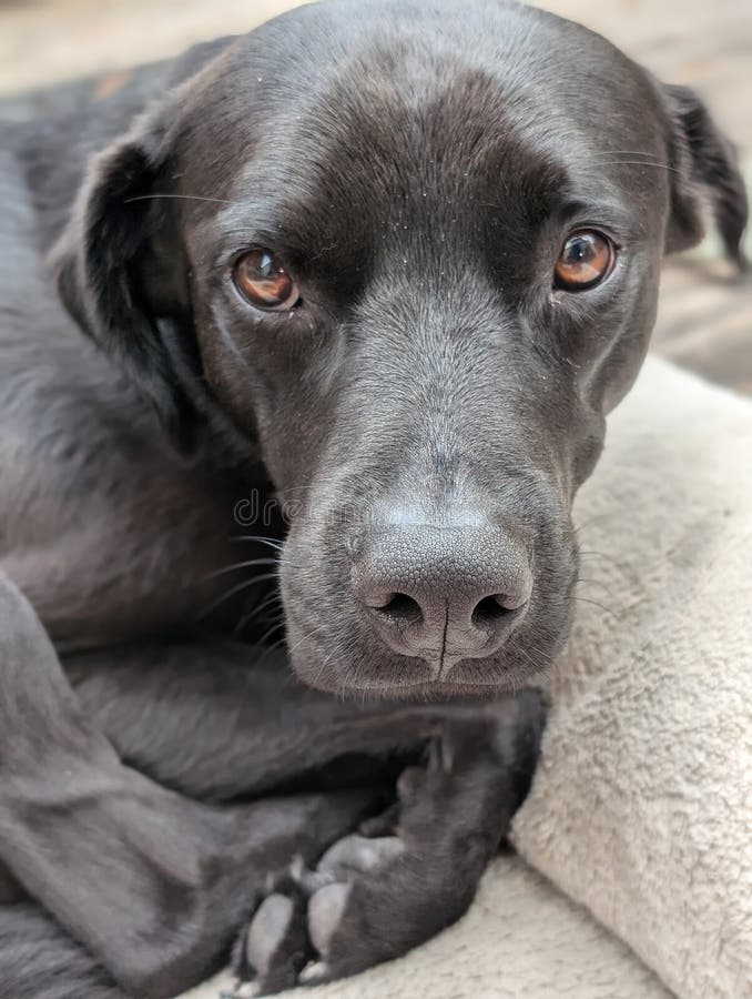 Black Labrador Looking at Camera Stock Image - Image of hound ...