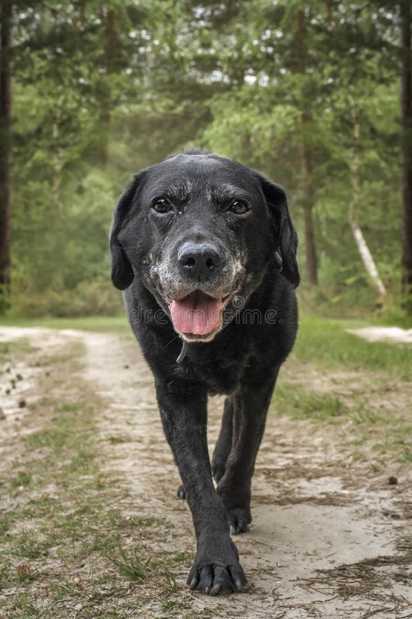 Black Labrador Looking Happy in the Forest Walking Towards the Camera ...