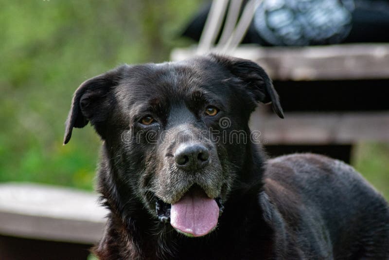 Black Labrador Looking To the Camera with Smile Stock Image - Image of ...