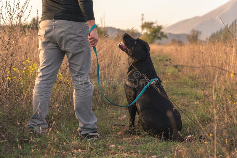 Black Labrador Looking Up at Owner Stock Photo - Image of head ...