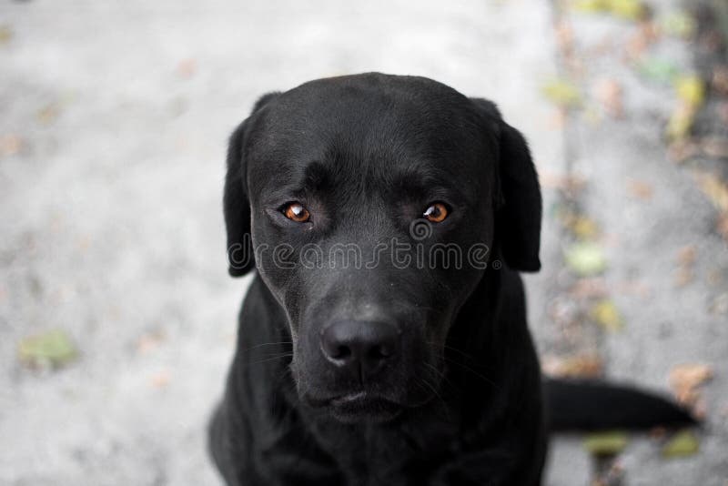 Black Labrador Looks at the Camera Stock Photo - Image of black, cute ...