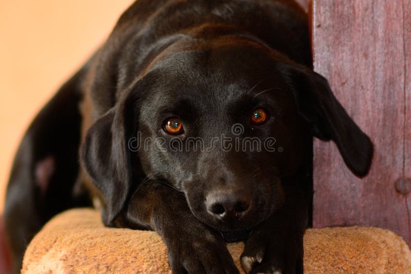 Black Labrador Lying on the Bottom Step of a Staircase Stock Image ...