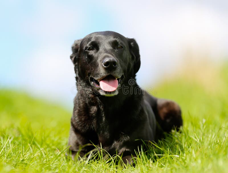 Black Labrador Lying Down Stock Photos - Download 389 Royalty Free Photos