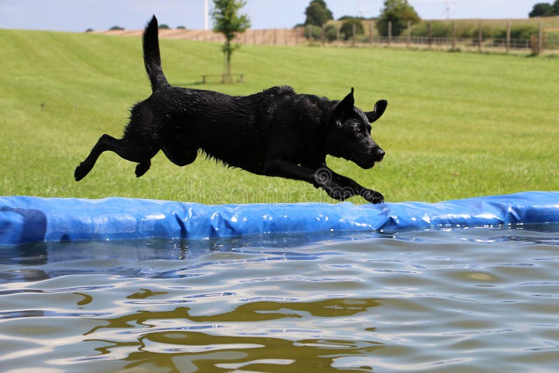 Labrador in the pool stock photo. Image of playing, labrador - 100730172