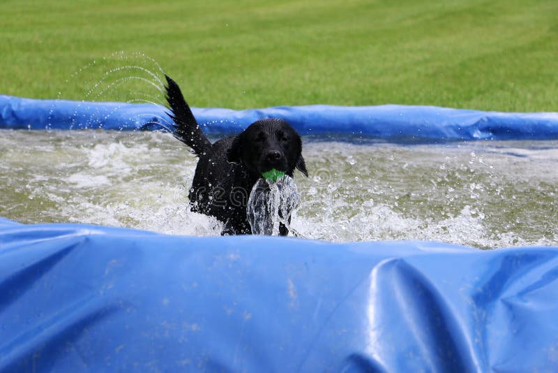 350 Dog Pool Party Photos - Free & Royalty-Free Stock Photos from ...