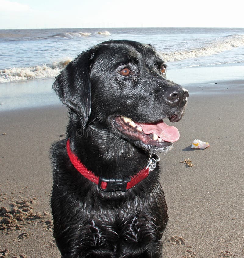 Black labrador male, stock photo. Image of labrador, left - 44967528