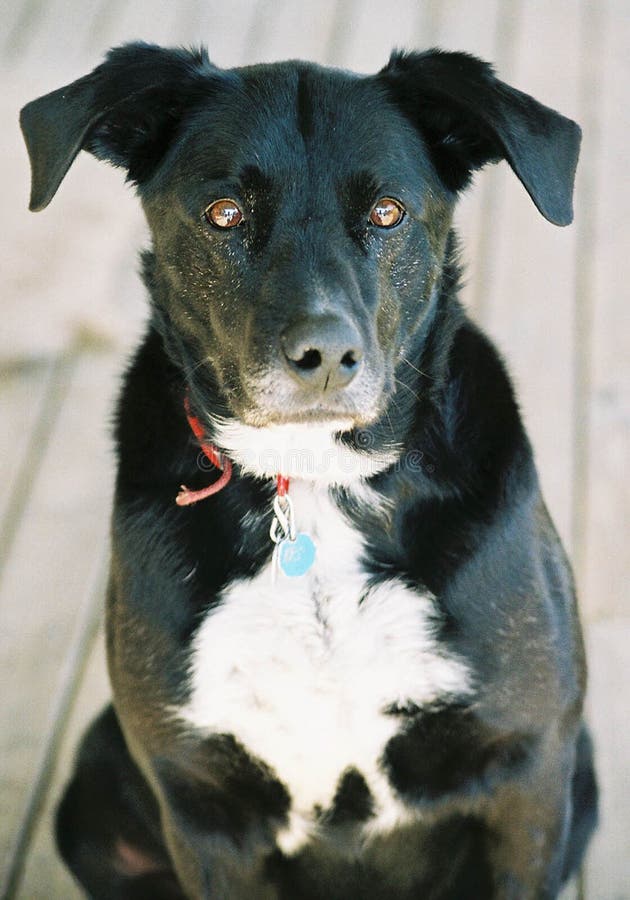 Black Labrador Mix with Bright Eyes Stock Photo - Image of breed, loyal ...