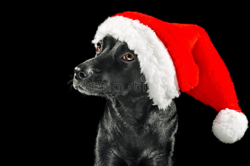 Black Labrador Mix Dog Wearing a Santa Hat Stock Image - Image of mutt ...