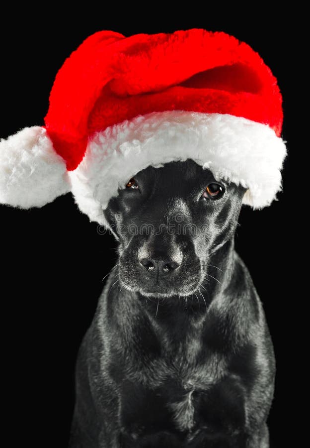Black Labrador Mix Dog Wearing a Santa Hat Stock Image - Image of ...