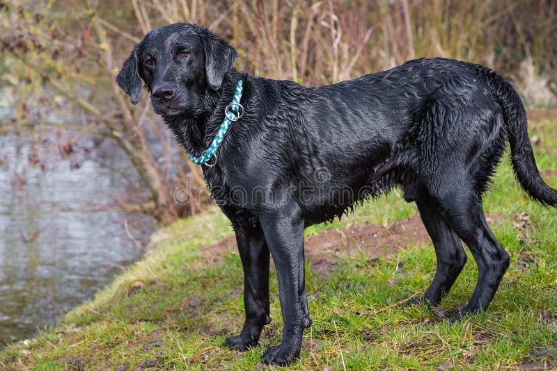 Black Labrador Mix Waiting for Toy Stock Image - Image of waiting, walk ...