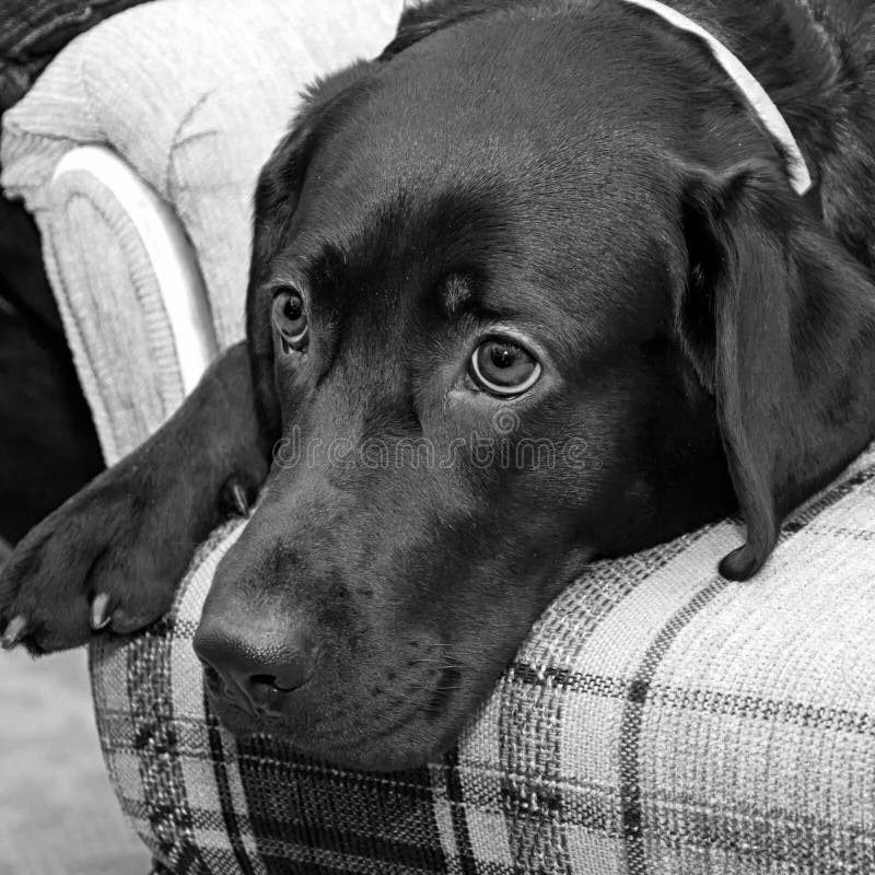 Black Labrador stock image. Image of dream, muzzle, labrador - 42737587