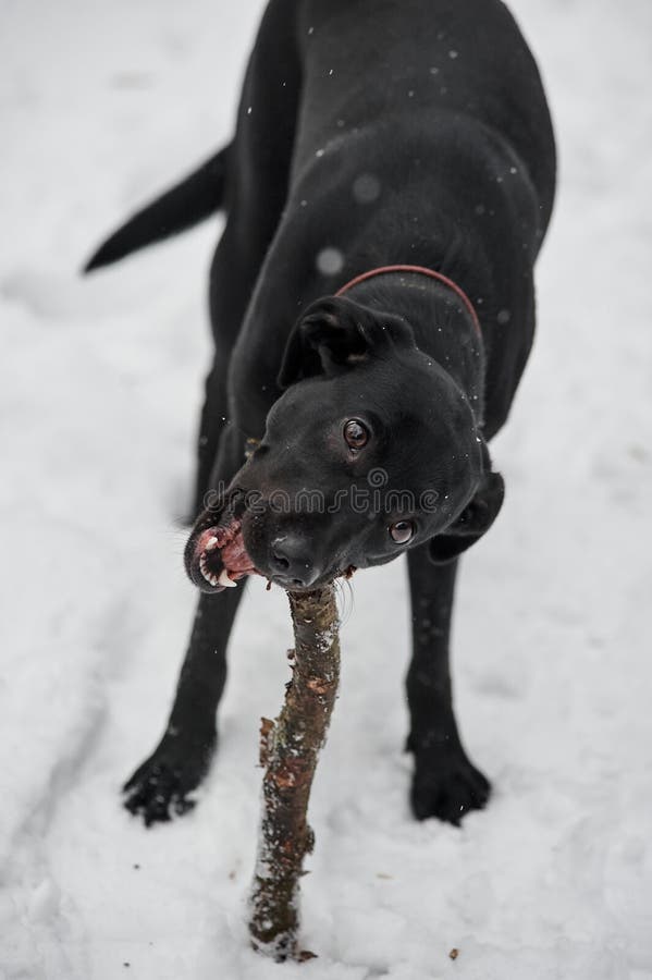 Black Labrador Nibbles on a Branch in Winter Forest Stock Photo - Image ...