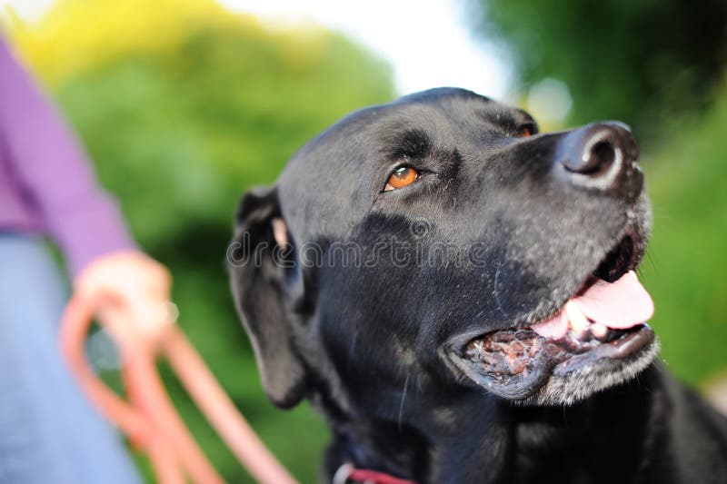 Black Labrador Out for a Walk Stock Photo - Image of behaved ...