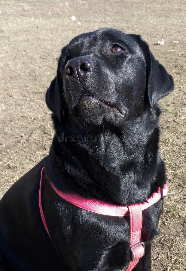 Black labrador stock photo. Image of outdoor, black, portrait - 51775002