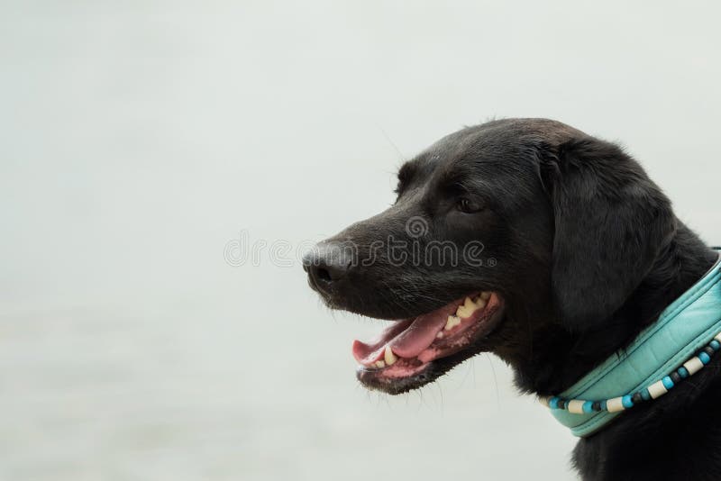 A Black Labrador Outside by the Water Stock Image - Image of lake ...