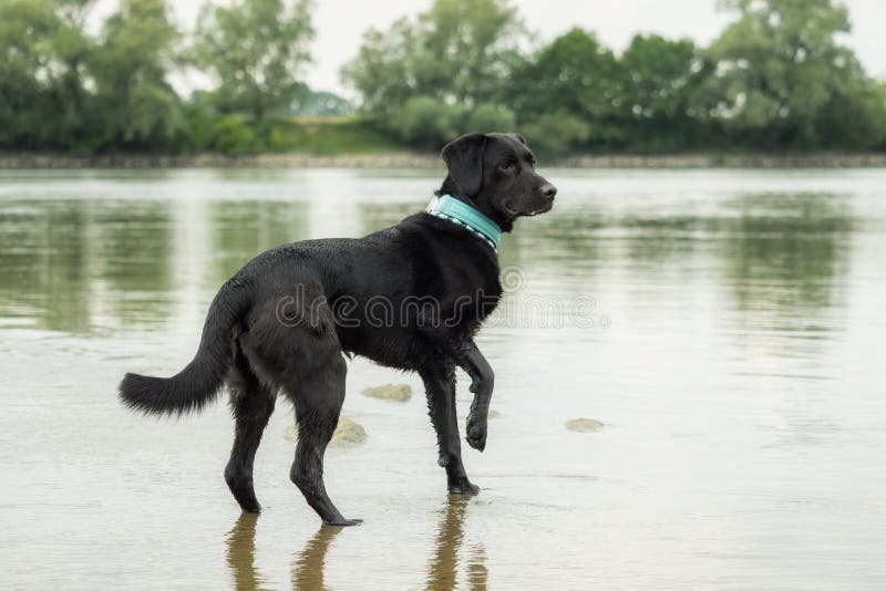 A Black Labrador Outside by the Water Stock Image - Image of friendship ...