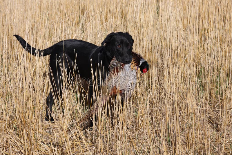 Black Labrador with a Pheasant Stock Photo - Image of retrieve, hunting ...