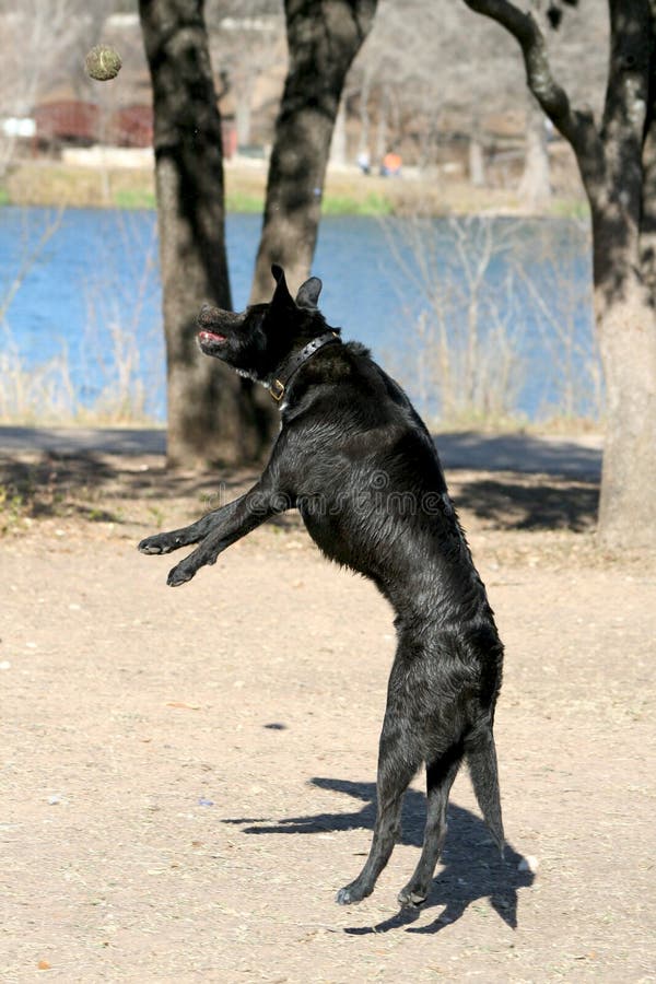 Black Labrador Playing stock image. Image of tennis, adorable - 8364263